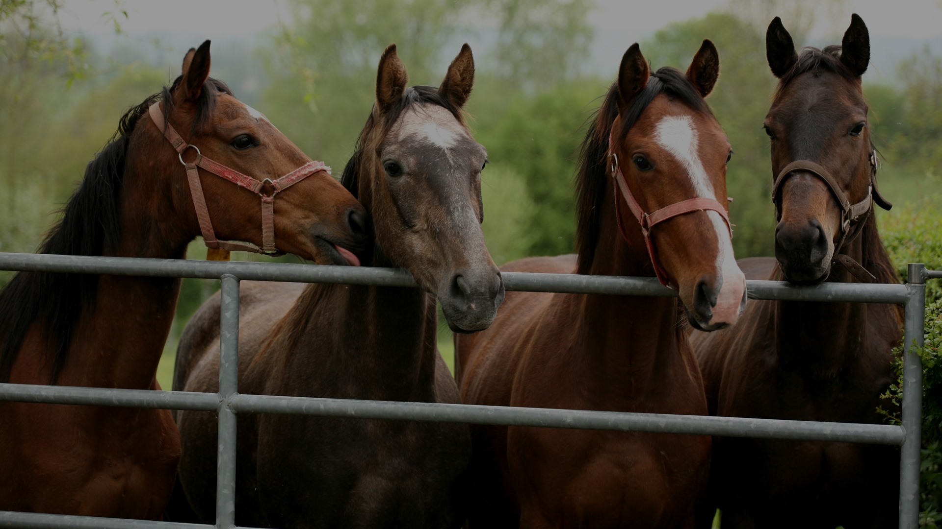 My Right Horse